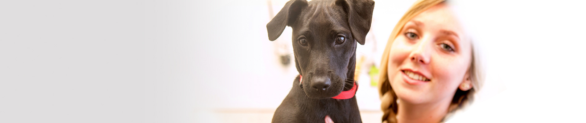 Visit One Of Local Our South London Vets | London Vets