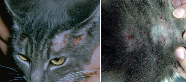 Treat Your Pet For Fleas | London Veterinary Surgeries