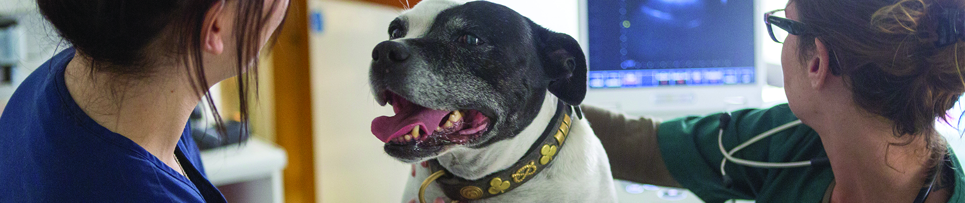 Manor Veterinary Surgery | London Veterinary Surgeries