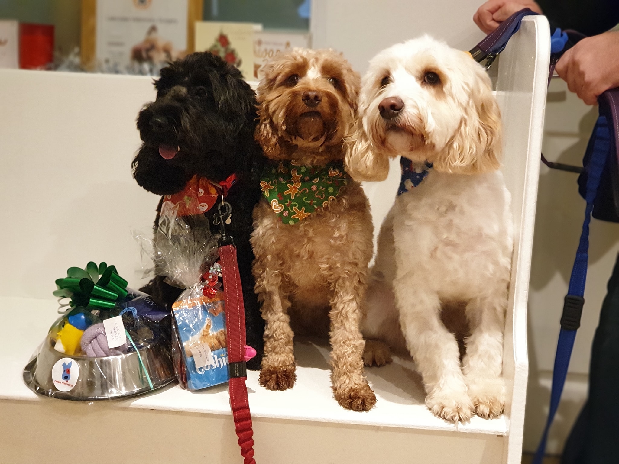 Merry Christmas From Our Amazing Patients | London Veterinary Surgeries