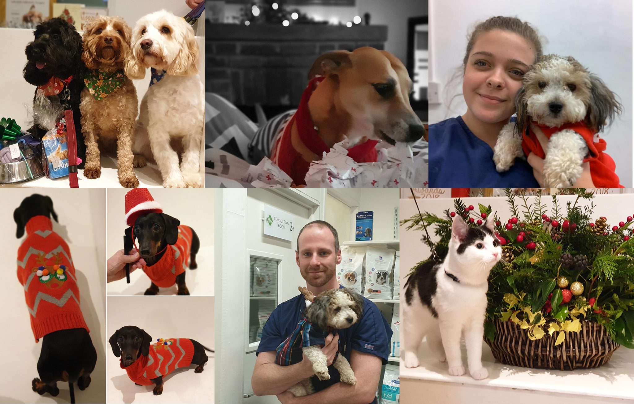 Merry Christmas From Our Amazing Patients | London Veterinary Surgeries