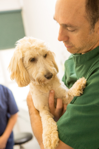 Keyhole Spay | London Veterinary Surgeries