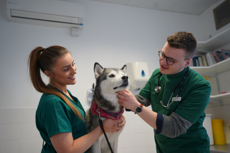 Keyhole Spay | London Veterinary Surgeries