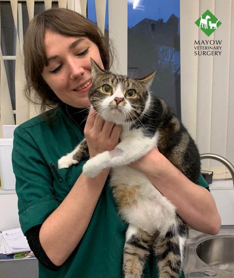 Hero Vets Save The Day | London Veterinary Surgeries