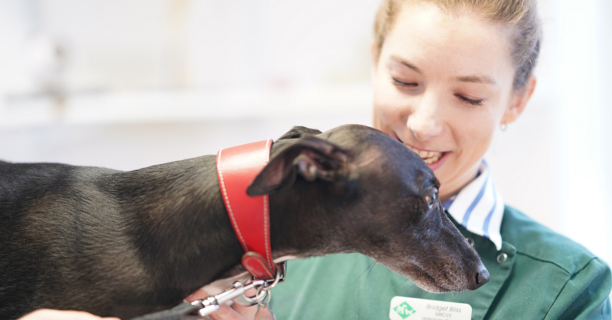 Updated Corona Guidance From Your Vet | London Veterinary Surgeries
