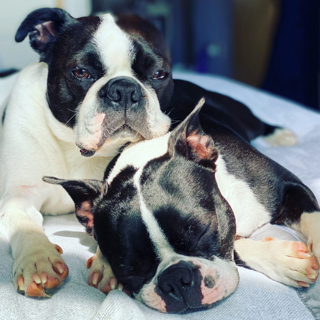 Pet Photo Competition Winners | London Veterinary Surgeries