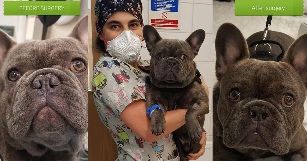 BOAS Assessment and Other Weekly Vet News | London Veterinary Surgeries