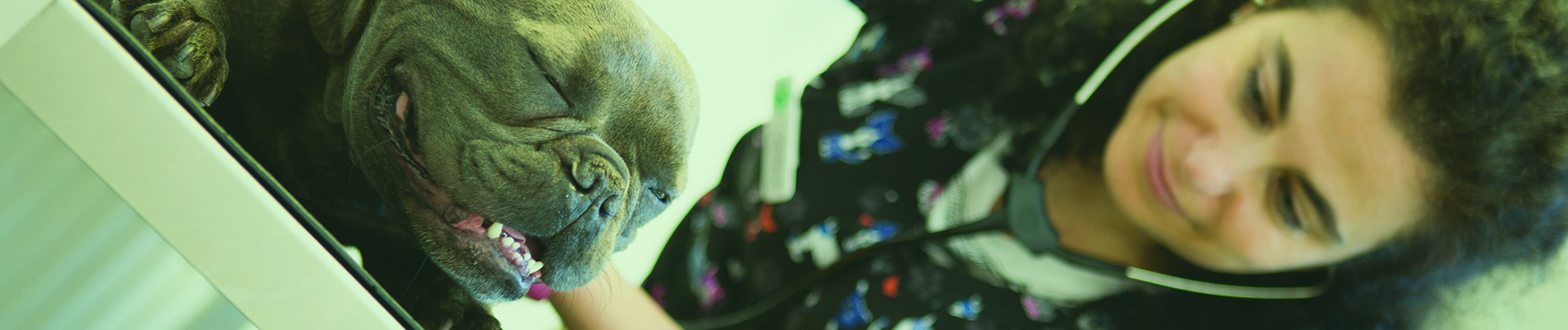 BOAS Grading Clinic | London Veterinary Surgeries