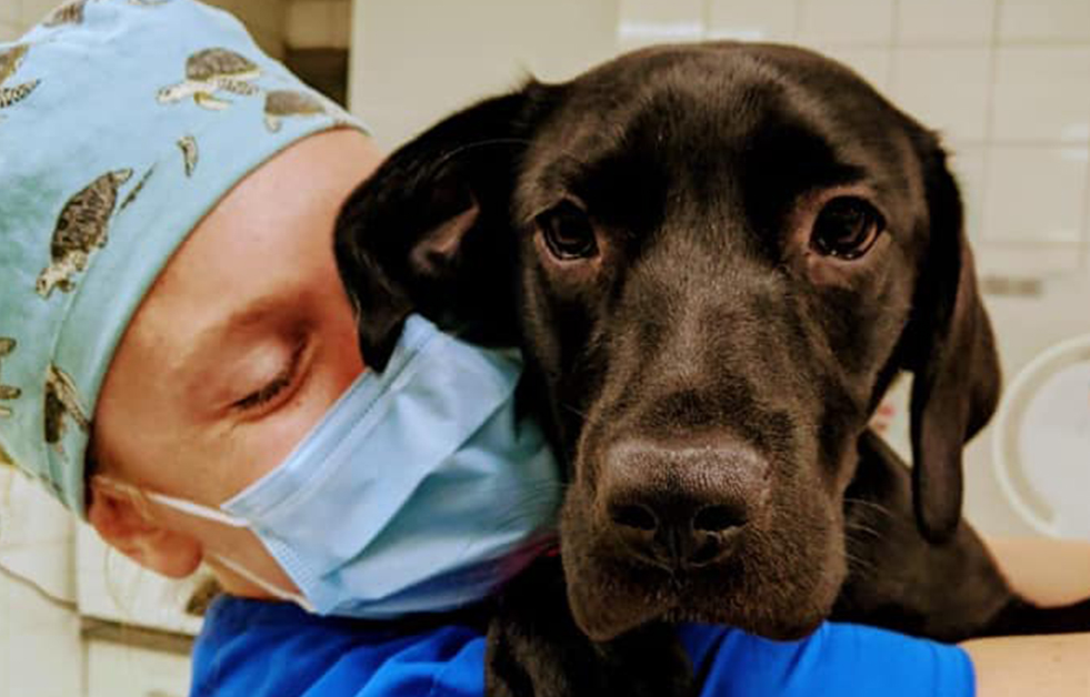 Some Wonderful Stories Across Our Group | London Veterinary Surgeries