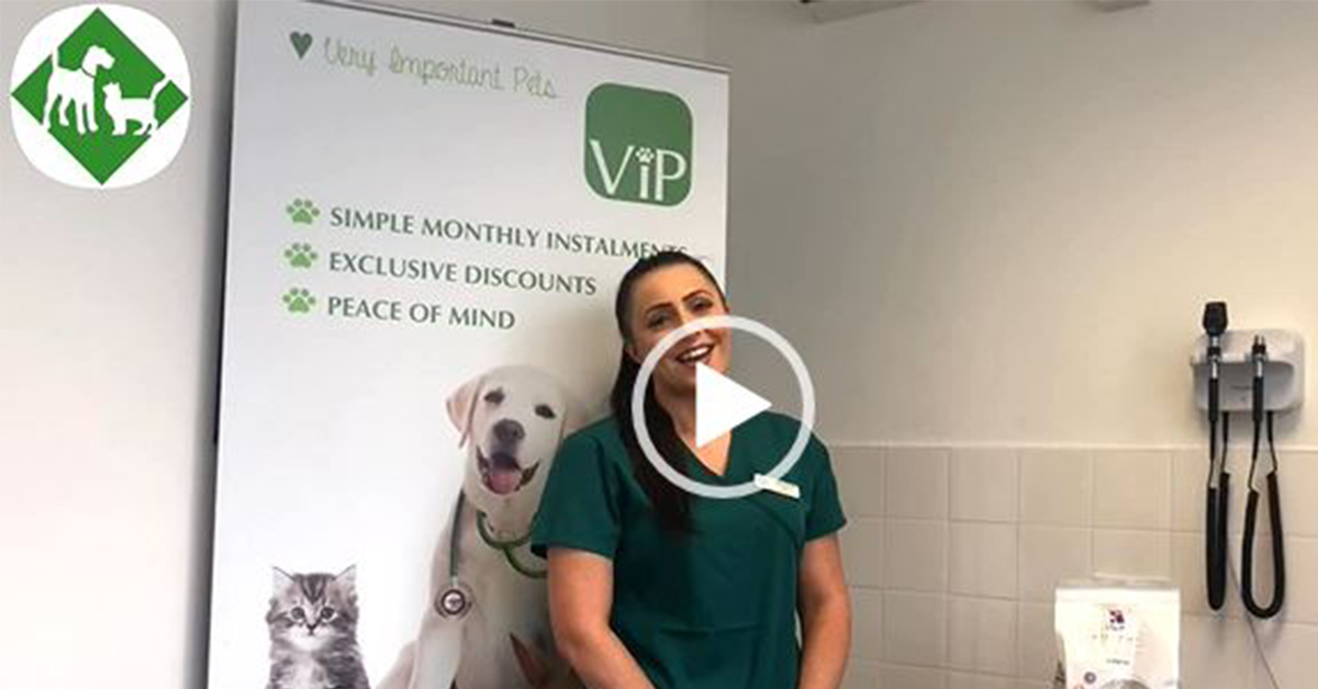 VIP Plan for Puppies and Kittens - Everything You Should Know | London ...