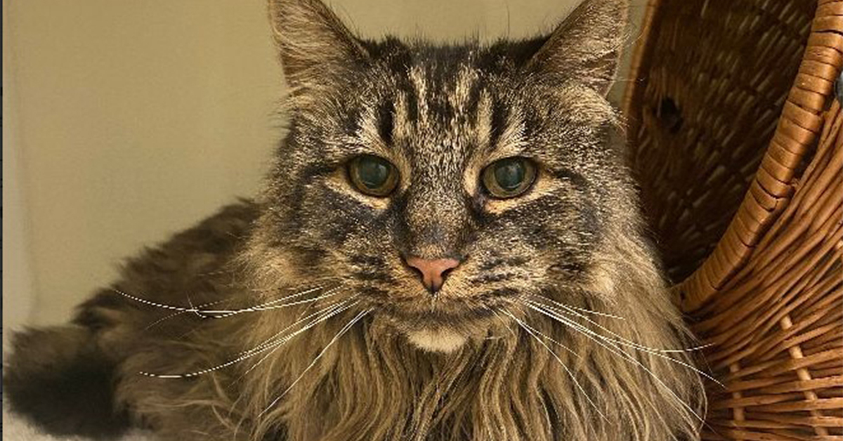 It's All About Cats - International Cat Day | London Veterinary Surgeries