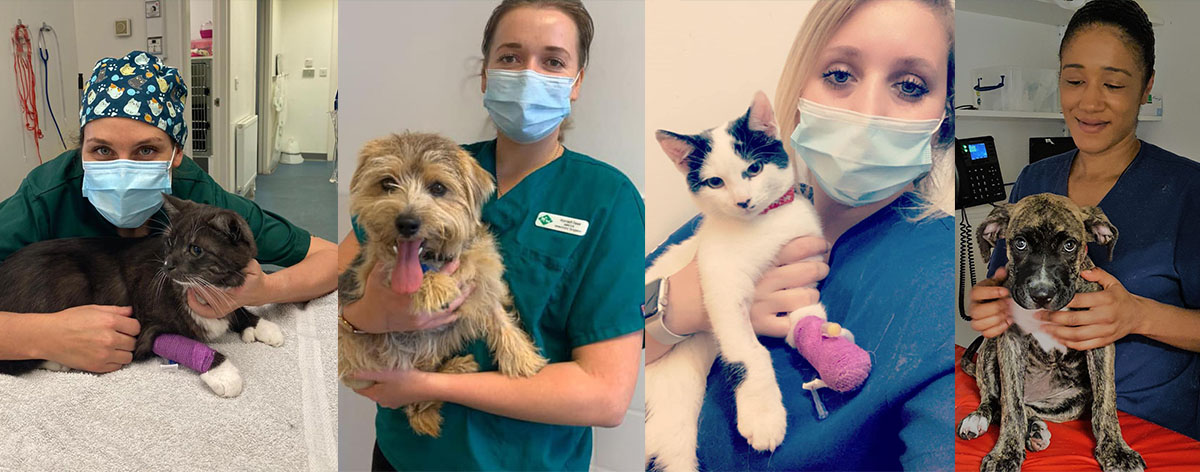Summer Stories From London Vets | London Vets