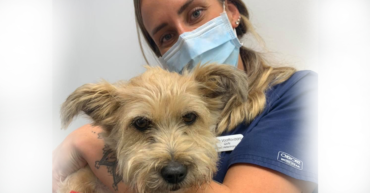 Life-saving Surgeries and Other Vet Stories Of The Week | London ...