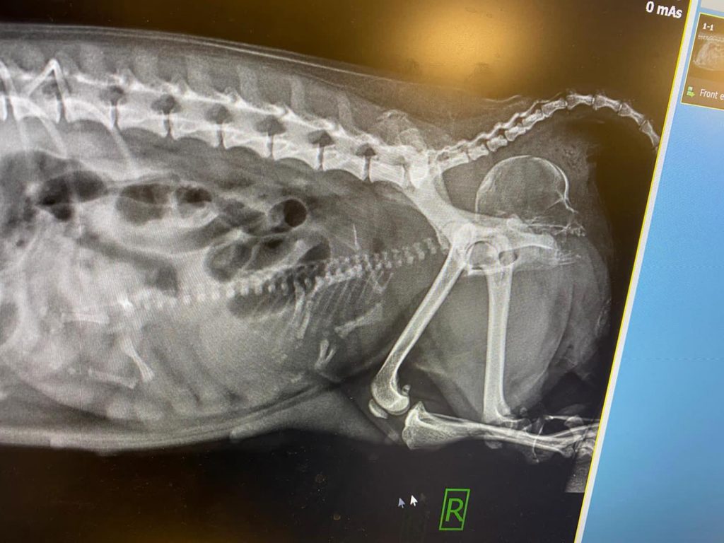 Puppy Overload | London Veterinary Surgeries