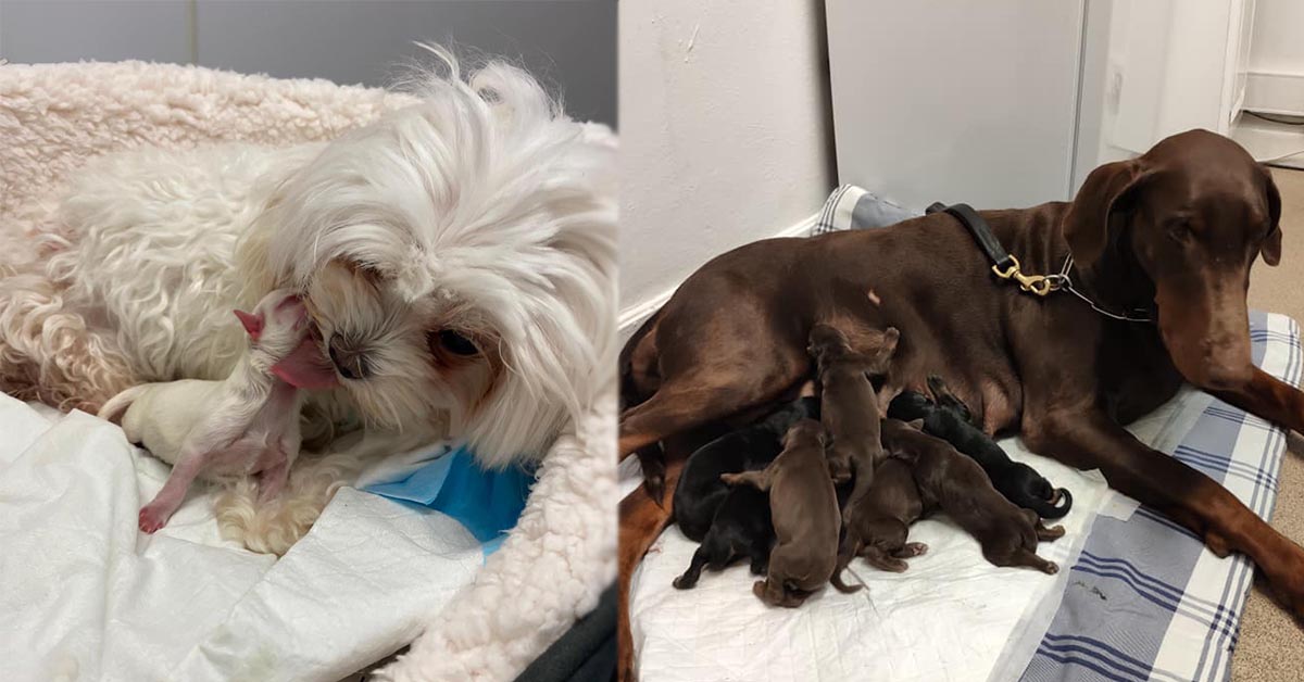 Puppy Overload | London Veterinary Surgeries