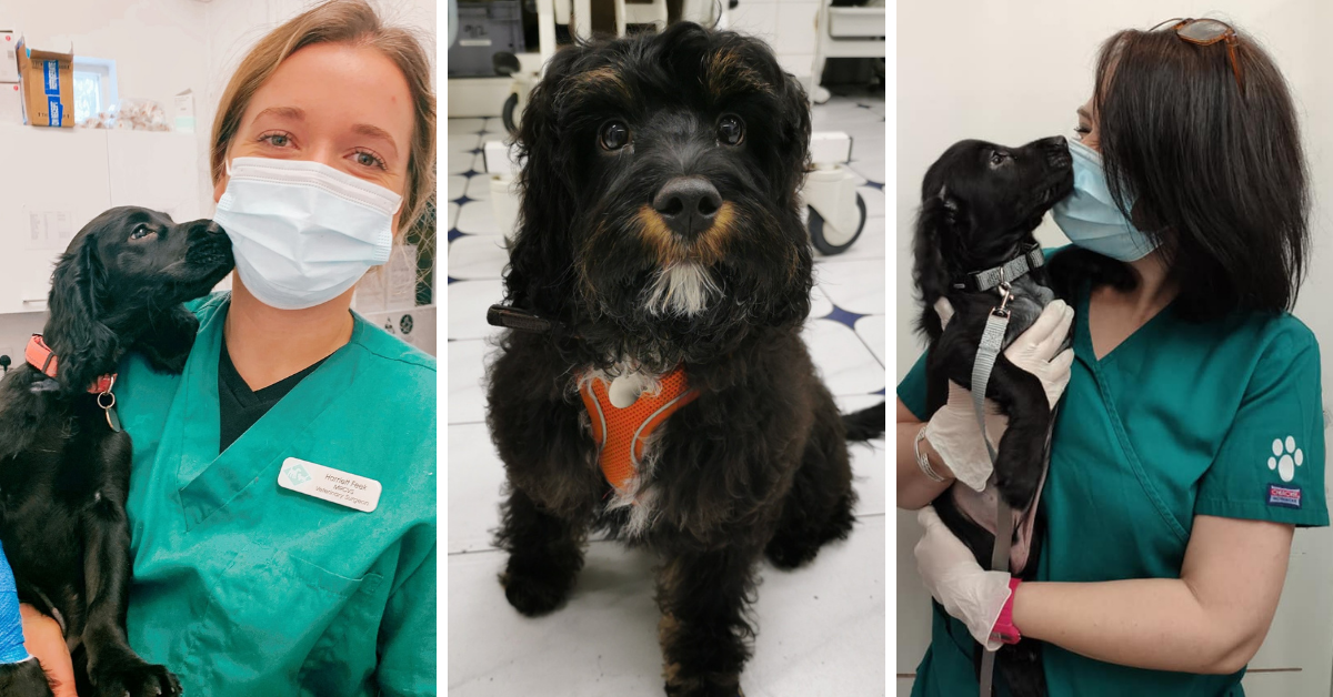 A Week Of Unusual Discoveries | London Veterinary Surgeries