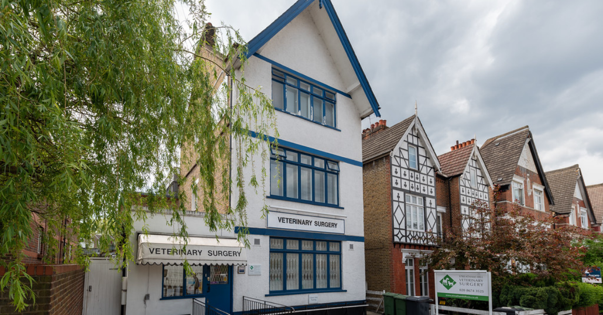 Our London Surgeries Win Prestigious Awards | London Vets