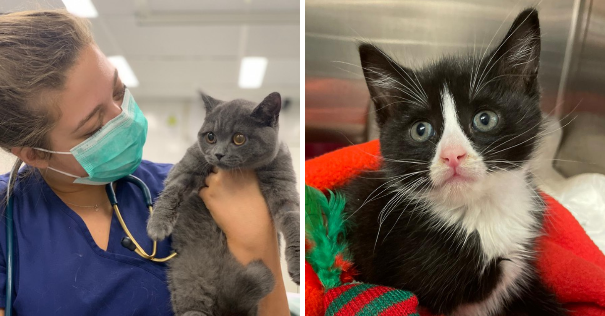 Emergency Cases At Our South London Veterinary Hospital | London ...