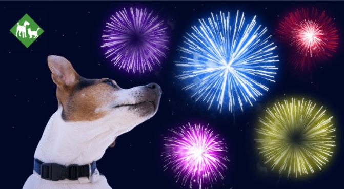 How to prepare your pets for fireworks | London Veterinary Surgeries