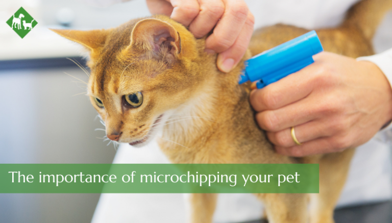 The importance of microchipping your pet | London Veterinary Surgeries